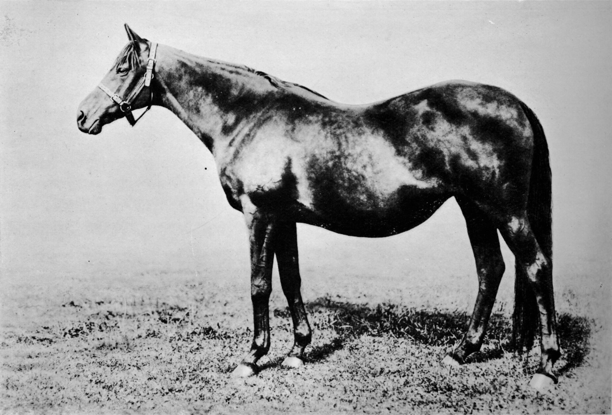 History of Flat Racing - QIPCO British Champions Series Hall of Fame