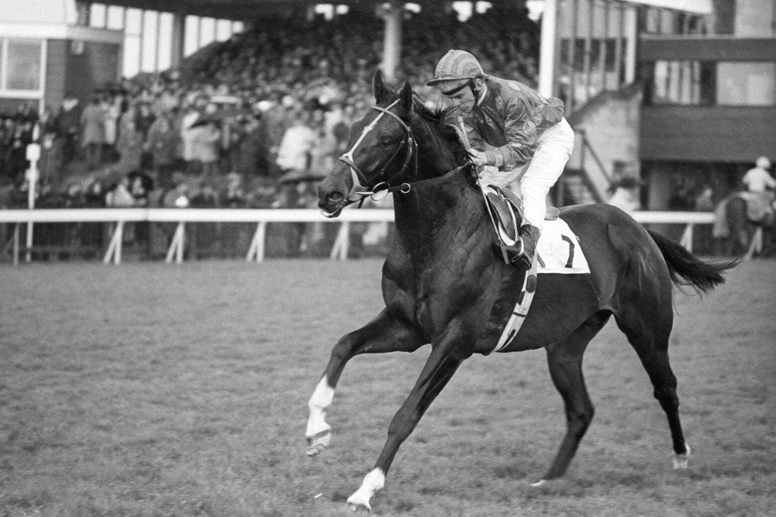 Willie Carson OBE - Hall of Fame